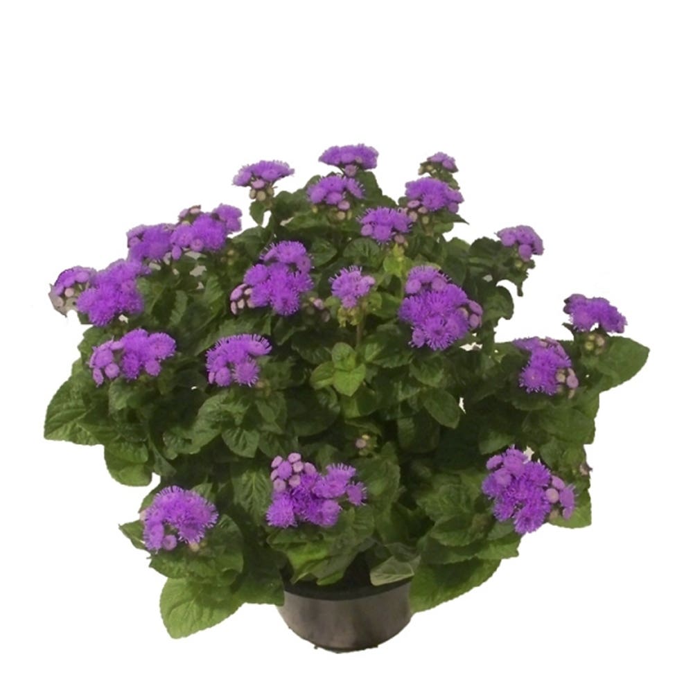 Ageratum Pote 14 Unidade | FastStore PDP