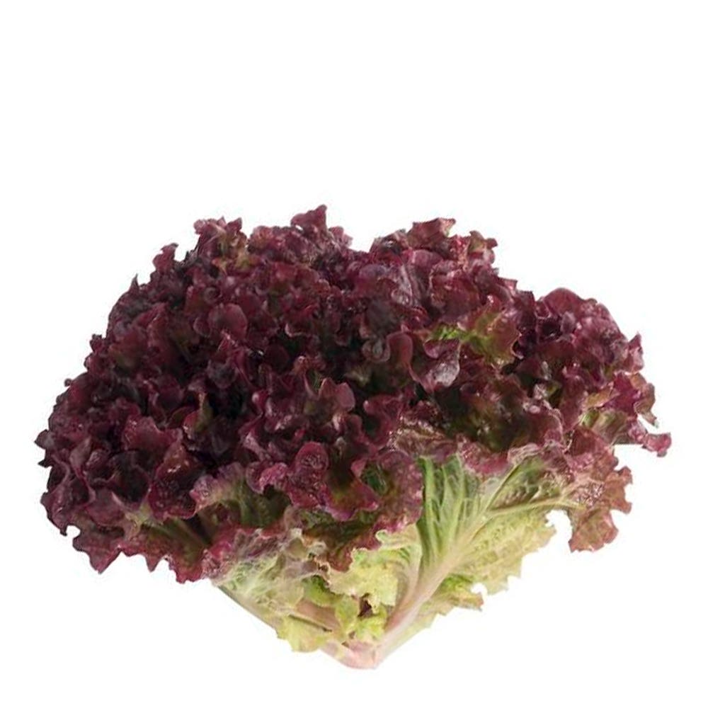 Alface Crespa Roxa Orgânica Unidade - Natural da Terra