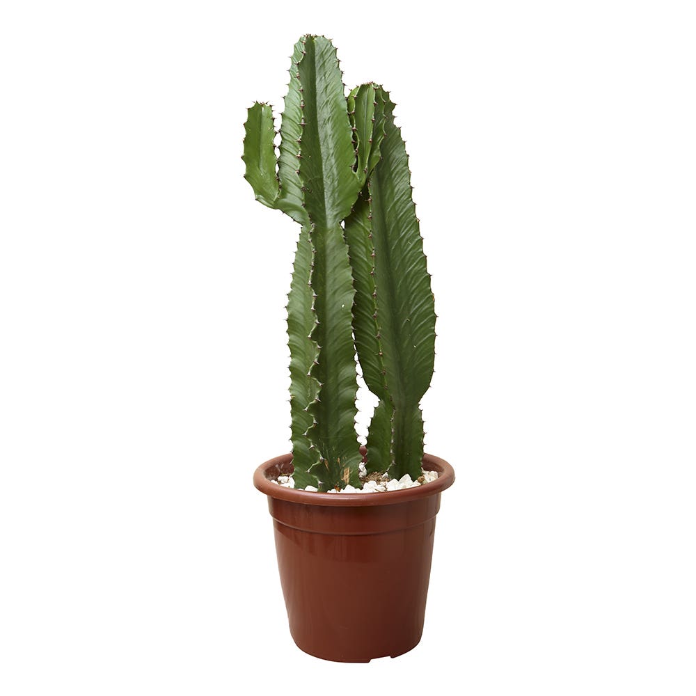Cactus Mandacaru 80Cm - Natural da Terra