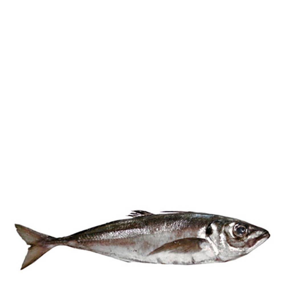 Carapau Inteiro - Natural da Terra